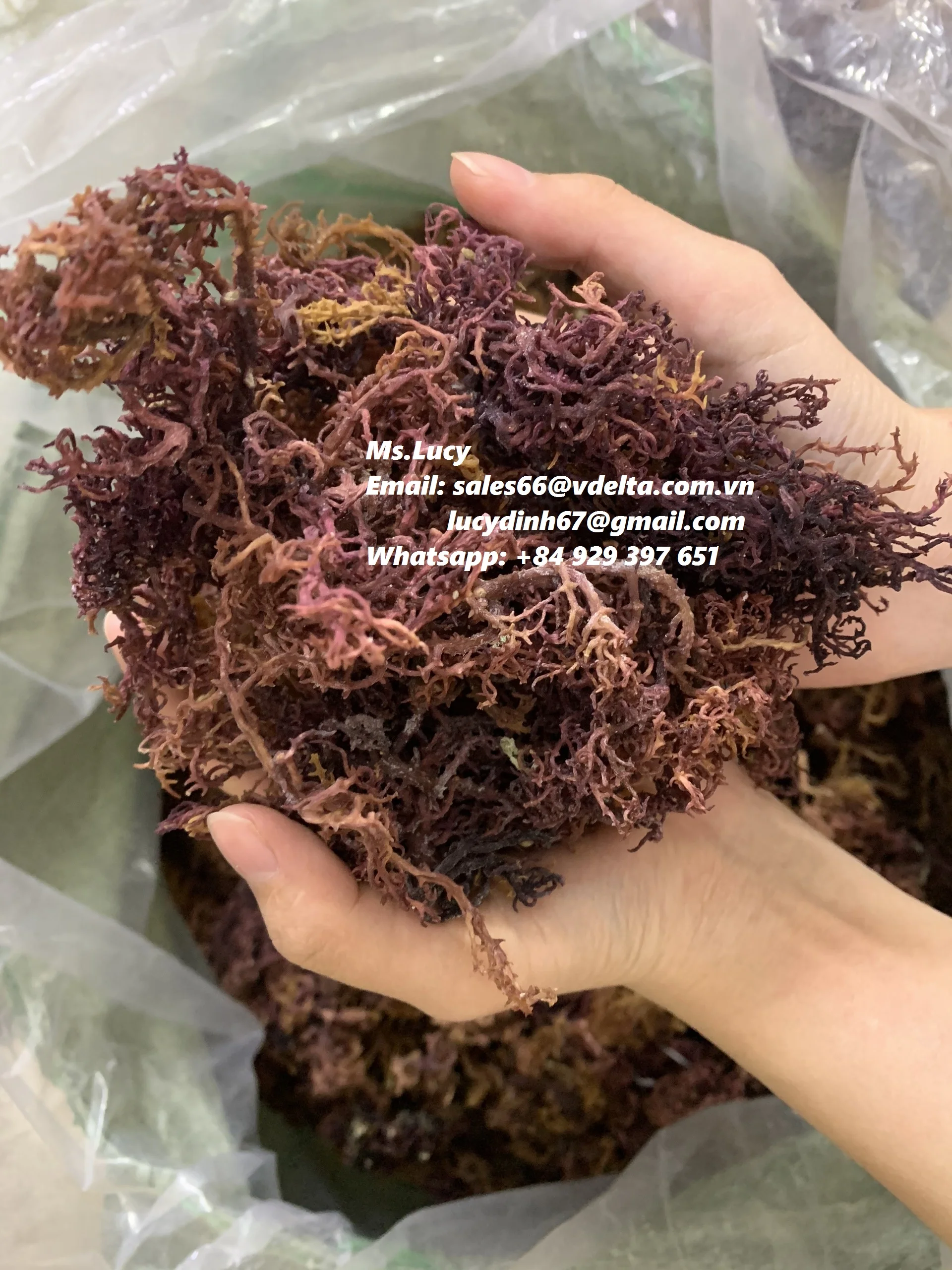 HOT SEA MOSS CHONDRUS CRISPUS PURPLE SEA MOSS/ CHONDRUS CRISPUS IRISH ...
