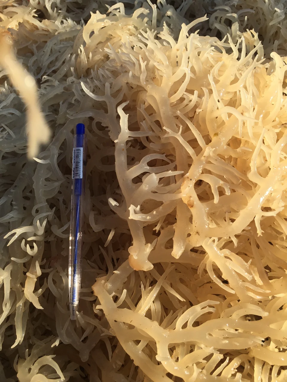 Dried Eucheuma Cottonii Seaweed From Vietnamirish Seamoss High Qualitymsthi Nguyen 84