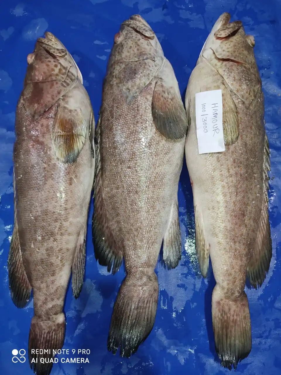 Top Quality Frozen Grooper Fish Whole From India - Buy Grouper Fish ...
