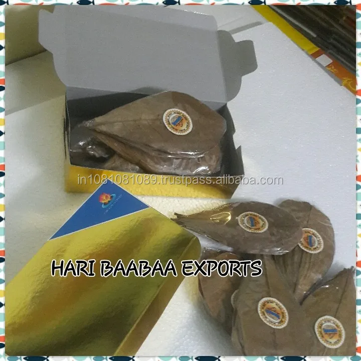 Catappa Leaves Indian Almond Leaves Size 10 Cm To 18 Cm 4 To 7 Inches ...
