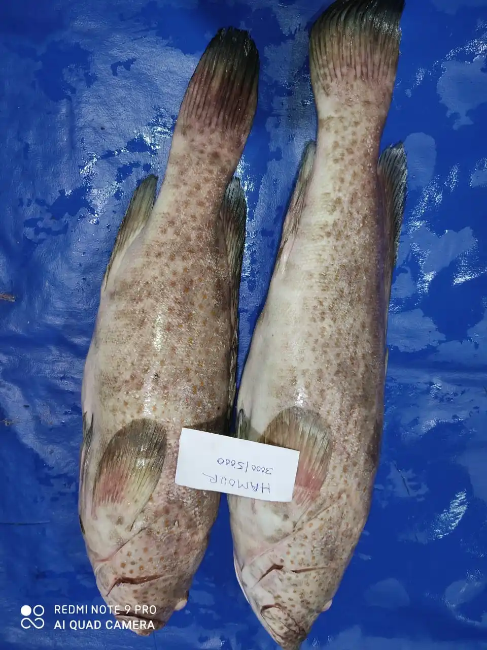 Top Quality Frozen Grooper Fish Whole From India - Buy Grouper Fish ...