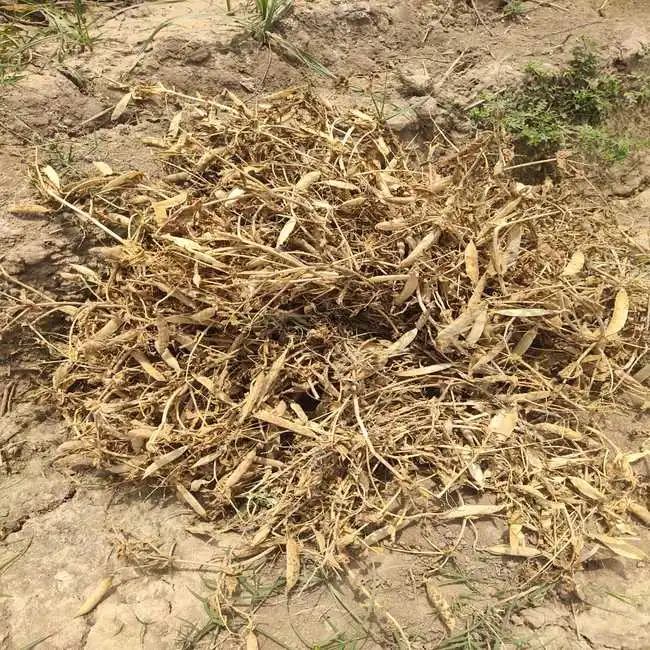 High Quality Pakistani Moisture Controlled Chick Pea Hay For Sale In ...