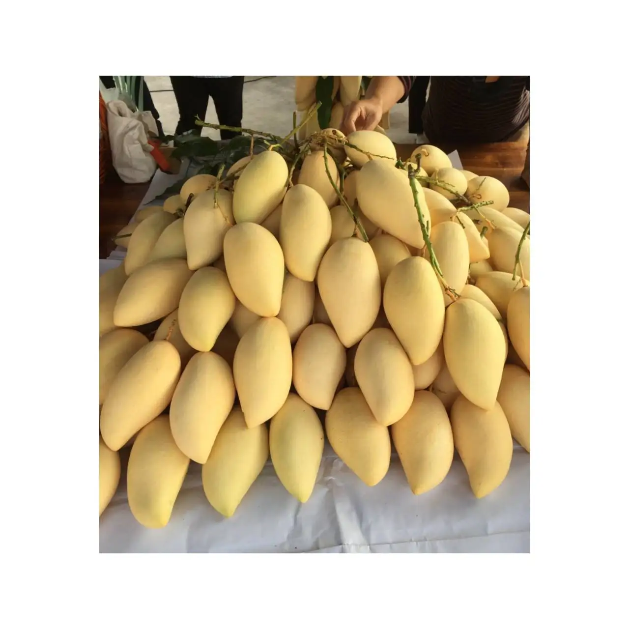 Thailand Premium Fresh Sweet Mangos - Best Price High Quality Mango ...