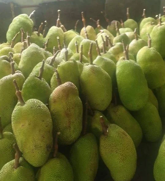 Jack Fruits J33 Malaysia Quality From My;14 12 Months 100% Natural Eco ...