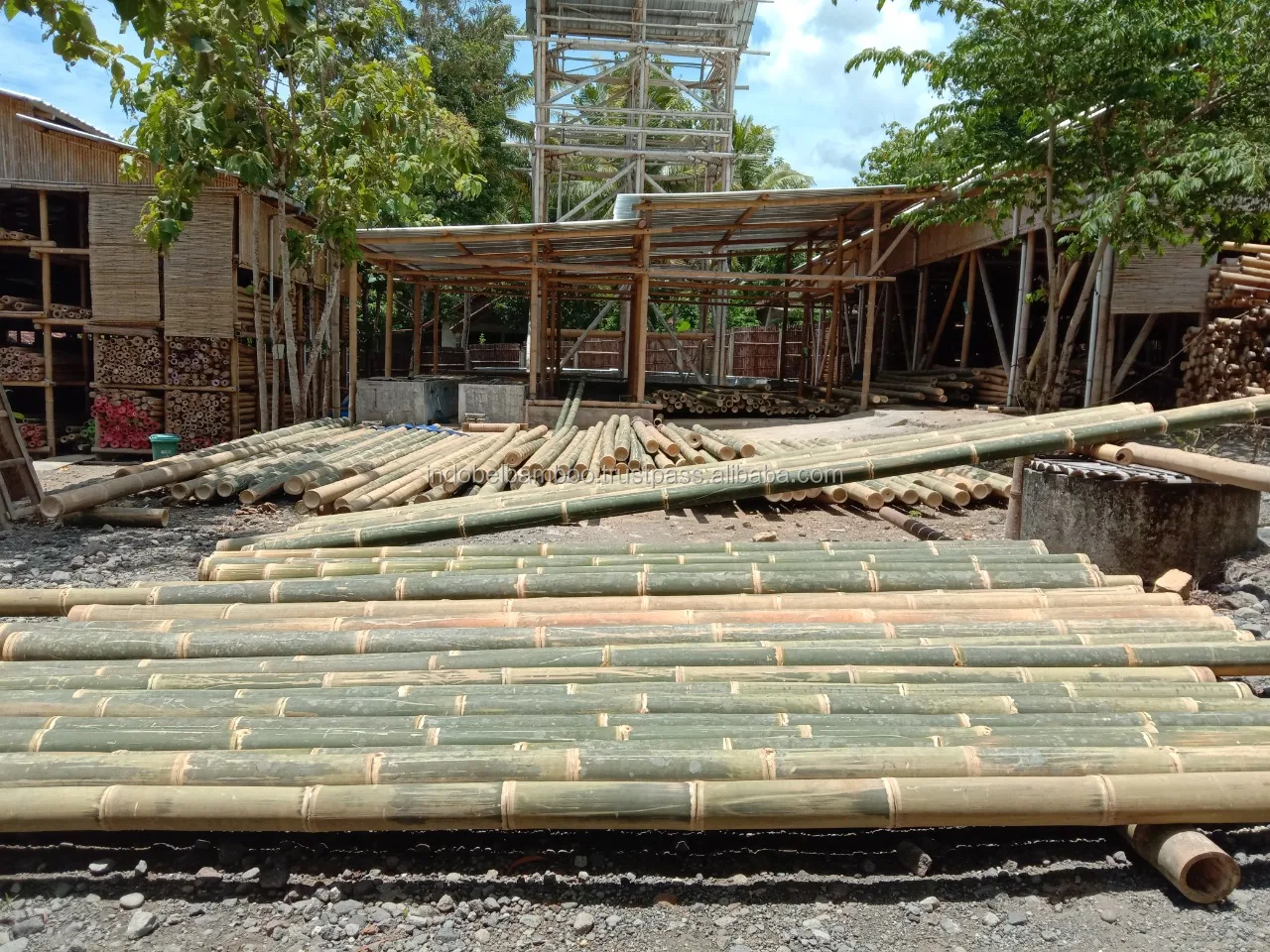 Bamboo Poles Natural Straight For Construction 4m (non-treated) - Buy ...