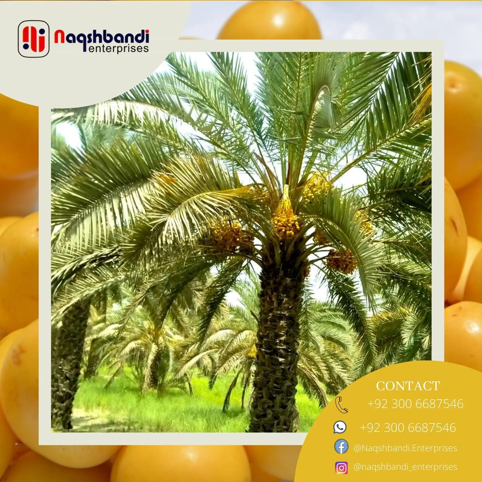 Premium Quality Exotic Fresh Yellow Barhi Dates - Buy High Quality ...