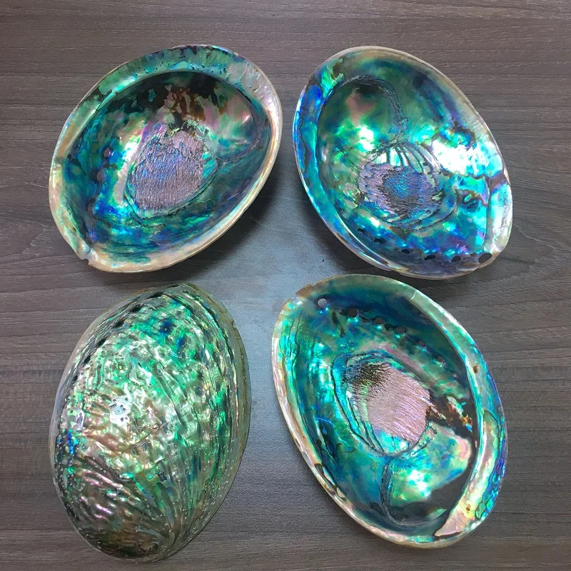 Natural Polished Abalone Shell Size 12-15cm| Alibaba.com