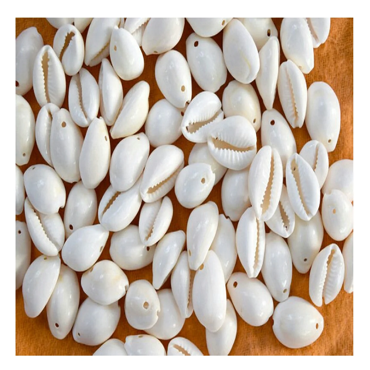 Natural Cowrie Shells For Jewelry Manufacturers,Art And Crafts And ...