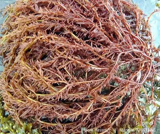 Dry Gracilaria Seaweed for Agar Agar Origin Vietnam/ Jenna| Alibaba.com