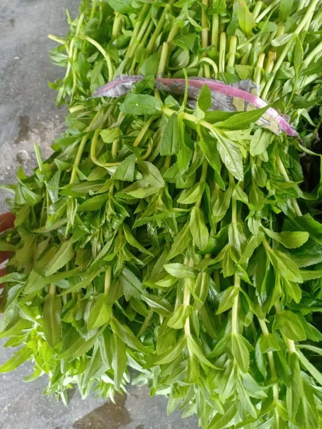 Natural Dried Phak Khayang Leaf Rice Paddy Leaves Kayang Leave Contact ...