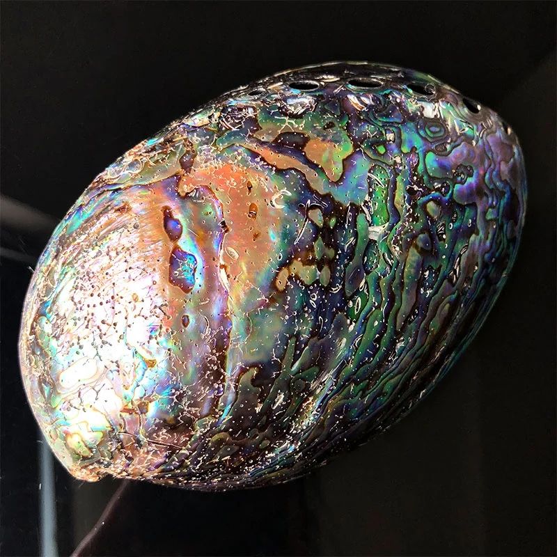 Polished Abalone Shell Smudging Raw Abalone Shell Raw Abalone Shells ...