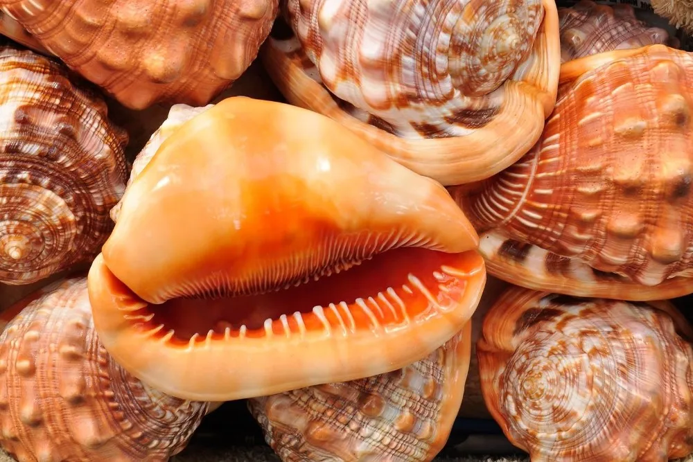Trumpet Triton Shell From Vietnam( Sandy 0084587176063) - Buy Polished ...