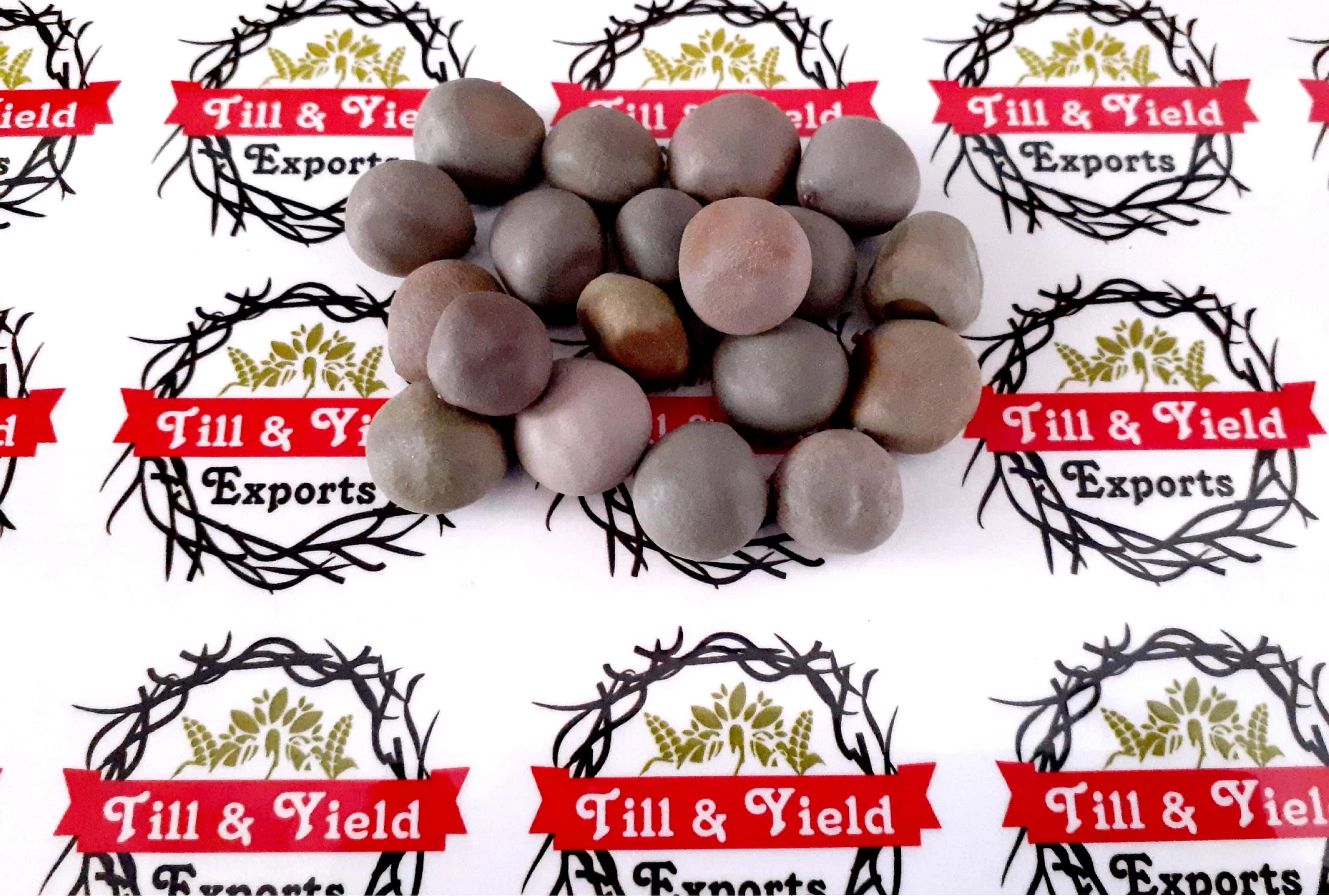 Gataran - Sagargota - Karanjwa - Caesalpinia Bonduc Latakaranja Is A ...