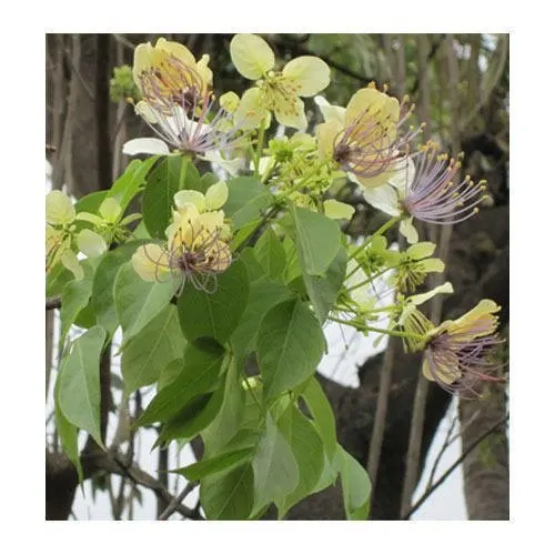 Crataeva Nurvala Varuna Hint Varuna Ayurveda Herb Gokshur Pashanbheda ...